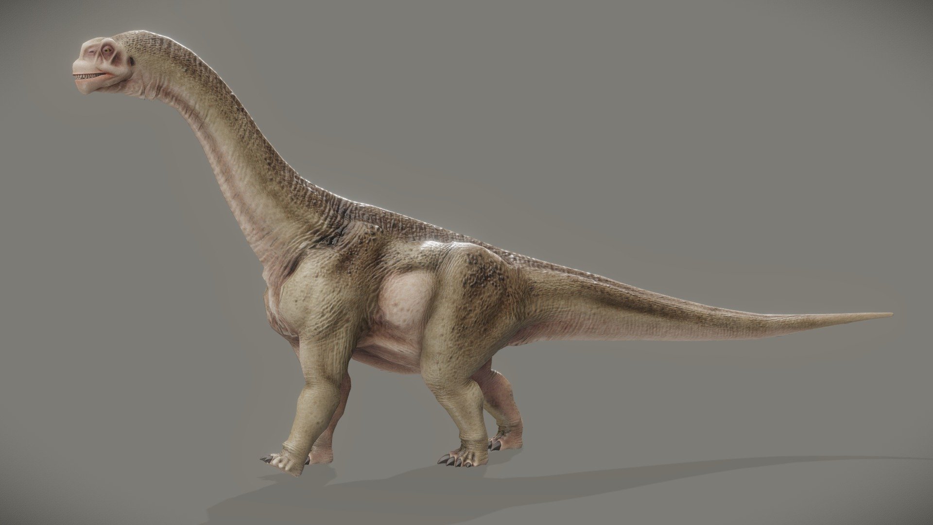 Camarasaurus Lentus - Buy Royalty Free 3D model by Kyan0s [67c13fa ...