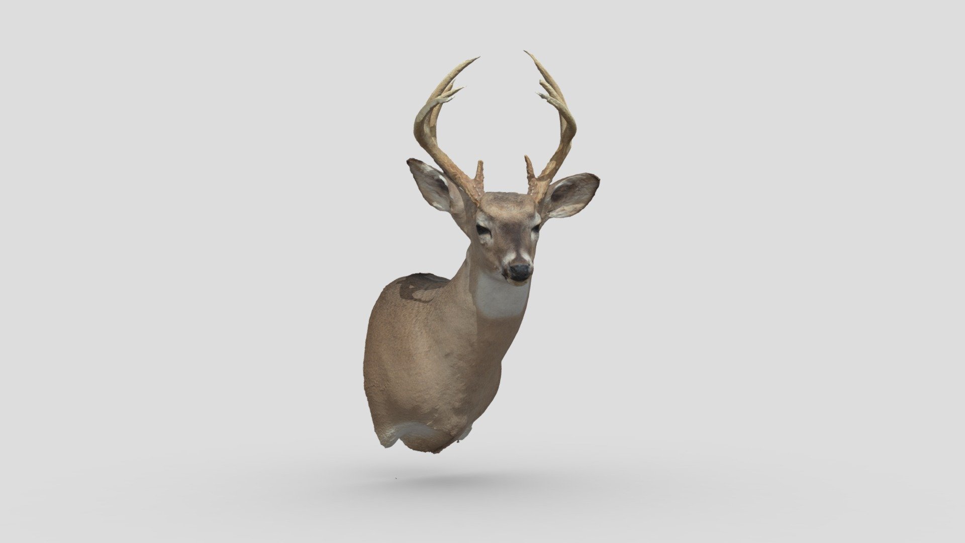 Whitetail Deer - 3D model by Venture Forth Solutions (@venture-forth ...