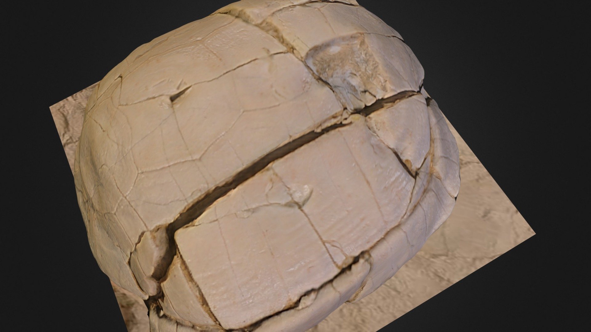 TURTLE FOSSIL - 3D model by 3D Fossils (@conqueror78) [67cd8bc] - Sketchfab