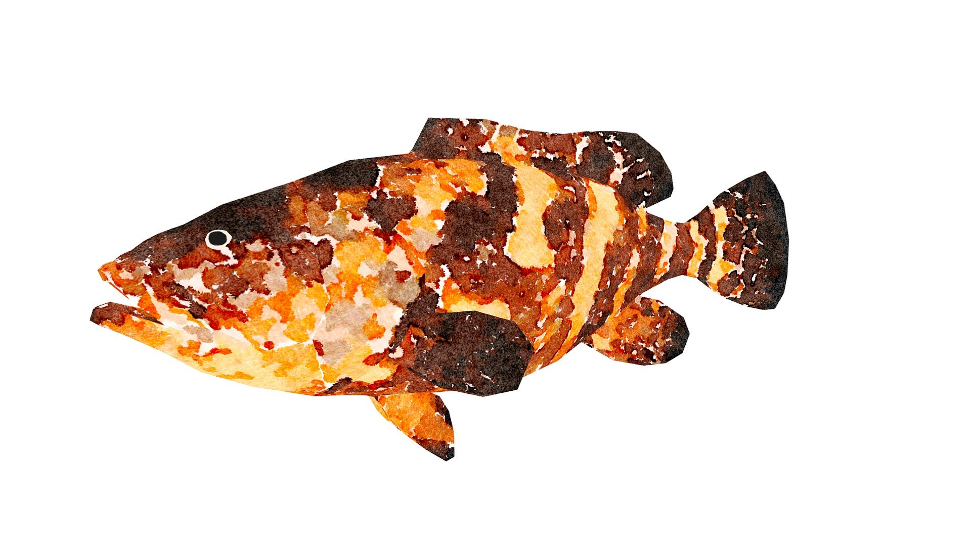 Goliath Grouper Illustration - 3D model by josluat91 [67d0a51] - Sketchfab