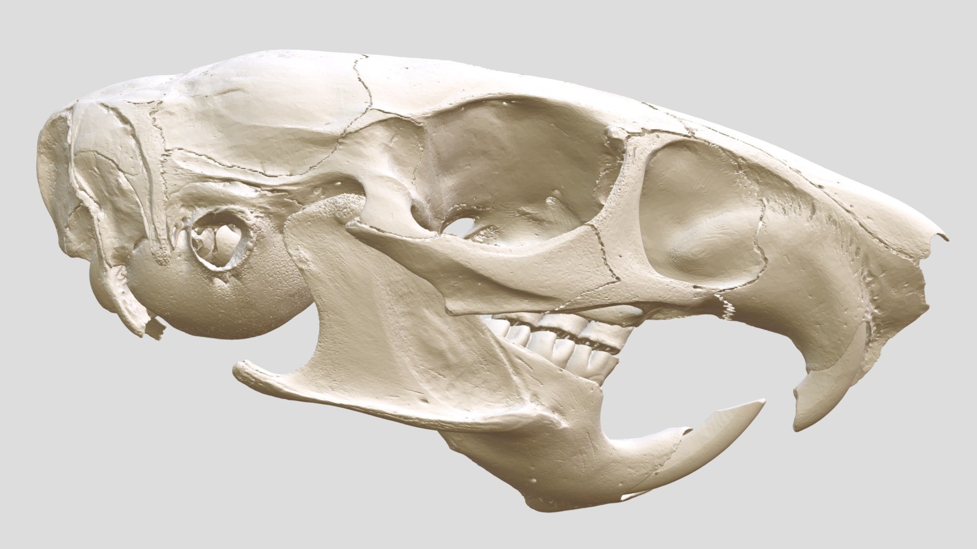 Proechimys decumanus (MSB:Mamm:140109) - 3D model by Biodiversity ...