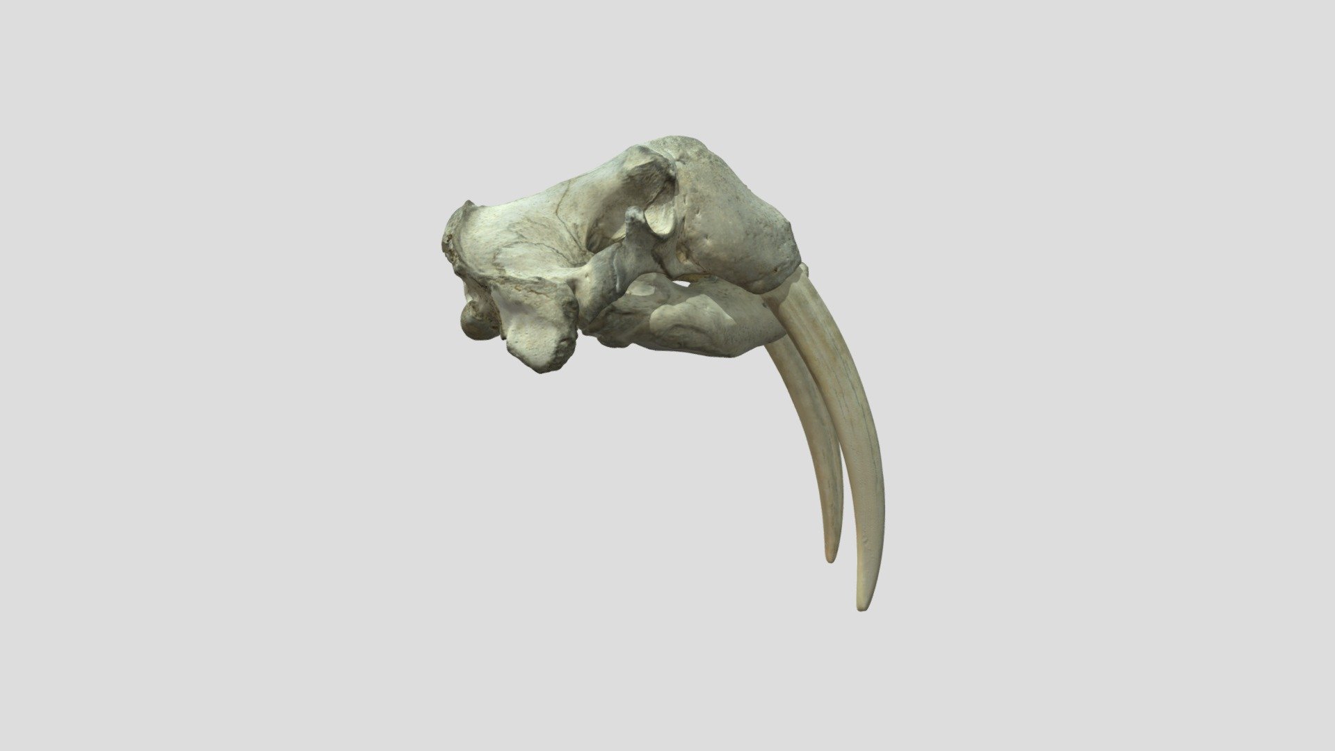 walrus-skull - 3D model by megandirom08 [67d8066] - Sketchfab