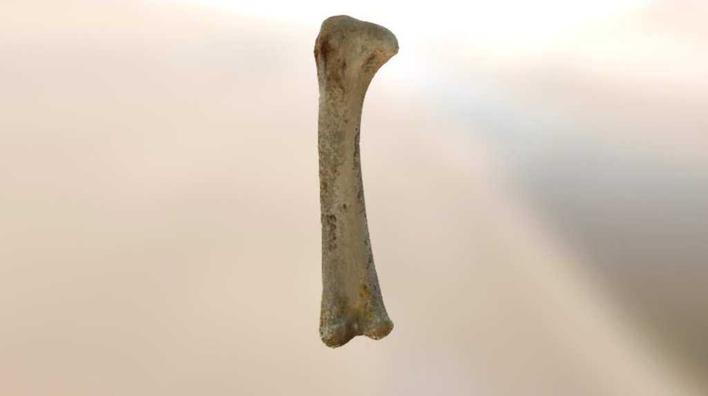 Chicken Femur, Left (VCU_3D_1065) - Download Free 3D model by Virtual ...