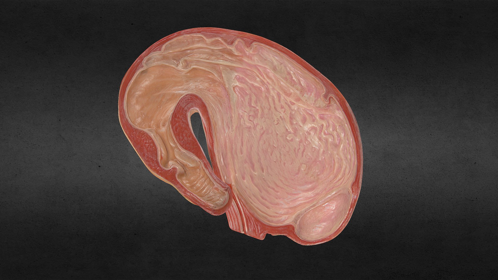 Pig Stomach 1 - 3D model by Scott (@interstellar_simian) [67da013 ...