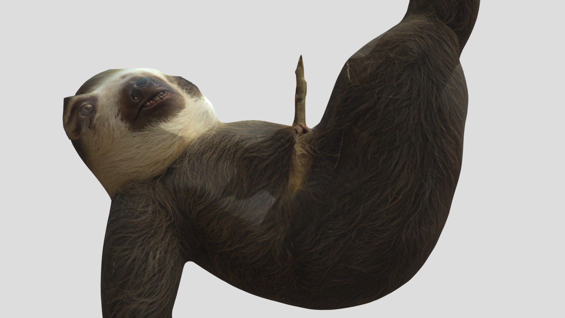 Sloth in the Sun - 3D model by Ahmadiqbal [67defae] - Sketchfab