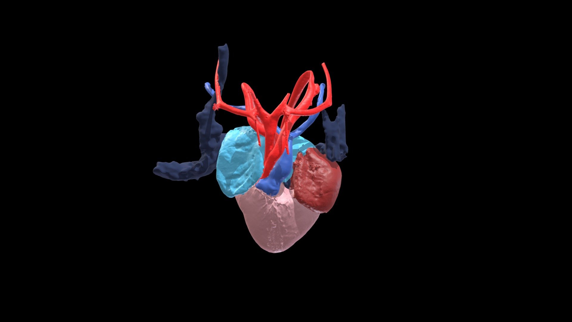 Gopher Tortoise Heart - 3D model by Blackburn Lab (@ufherps) [67e8850 ...