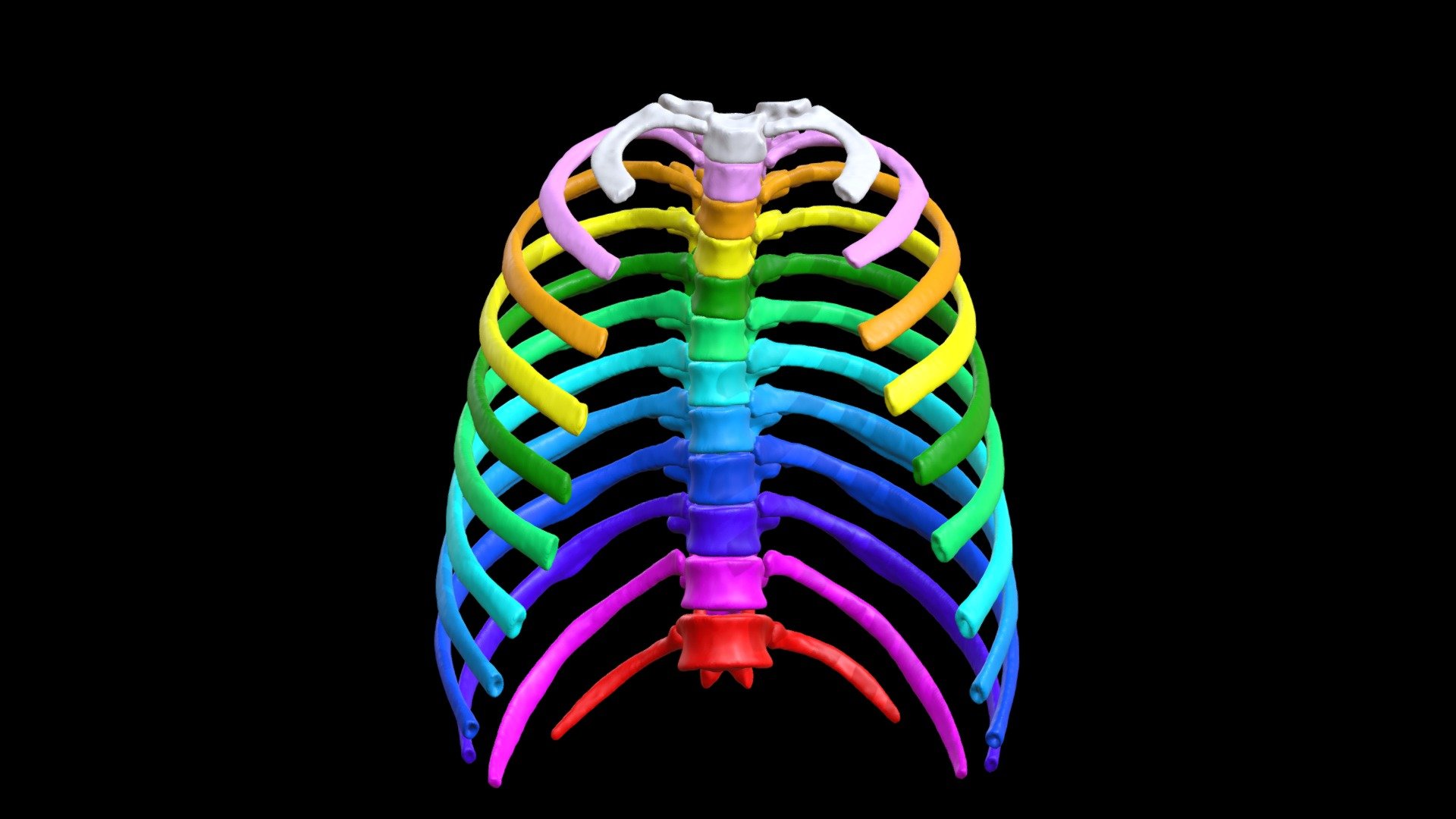 Ribs and Thoracic Vertebrae - 3D model by Terrie Simmons-Ehrhardt ...
