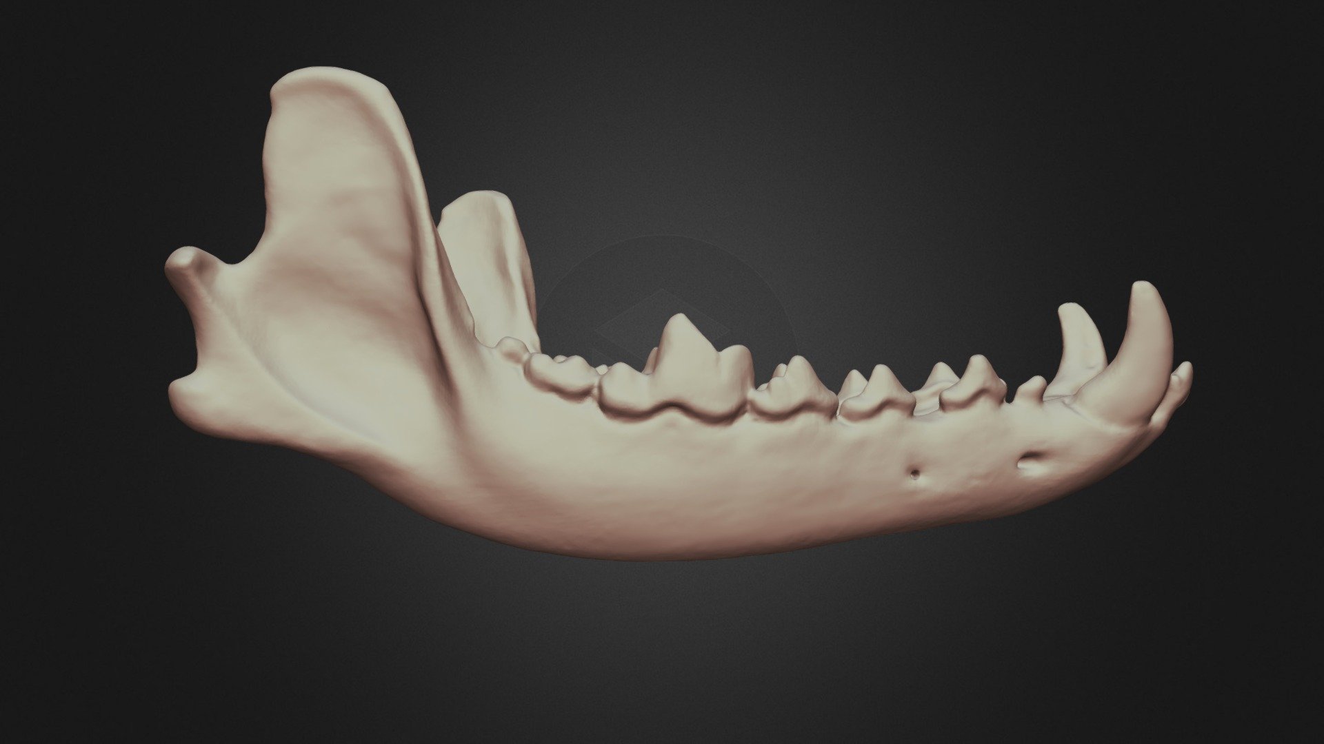 Canis latrans (Coyote) Mandible - 3D model by Lakehead Anthropology ...