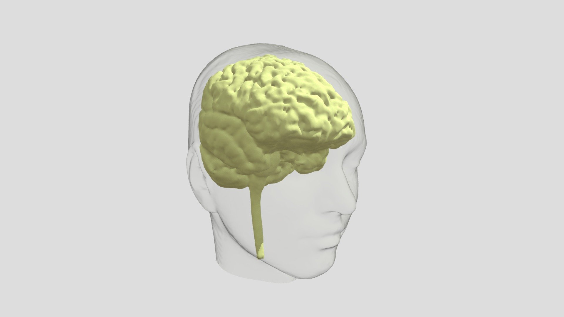 Head and brain - 3D model by kucharm [67ea97b] - Sketchfab