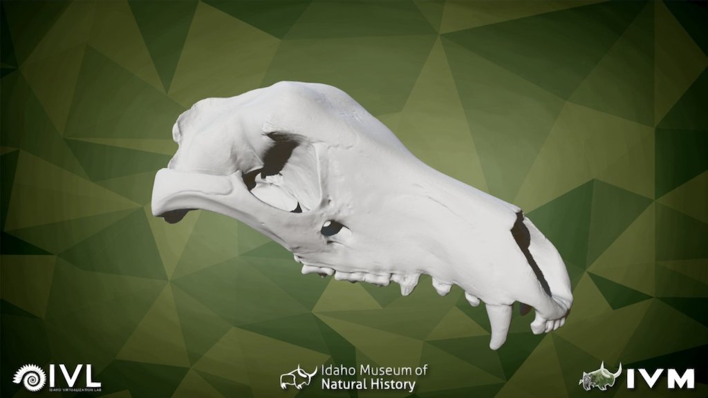 IMNH R-2579 Tasmanian Wolf Cranium - Download Free 3D model by Idaho ...