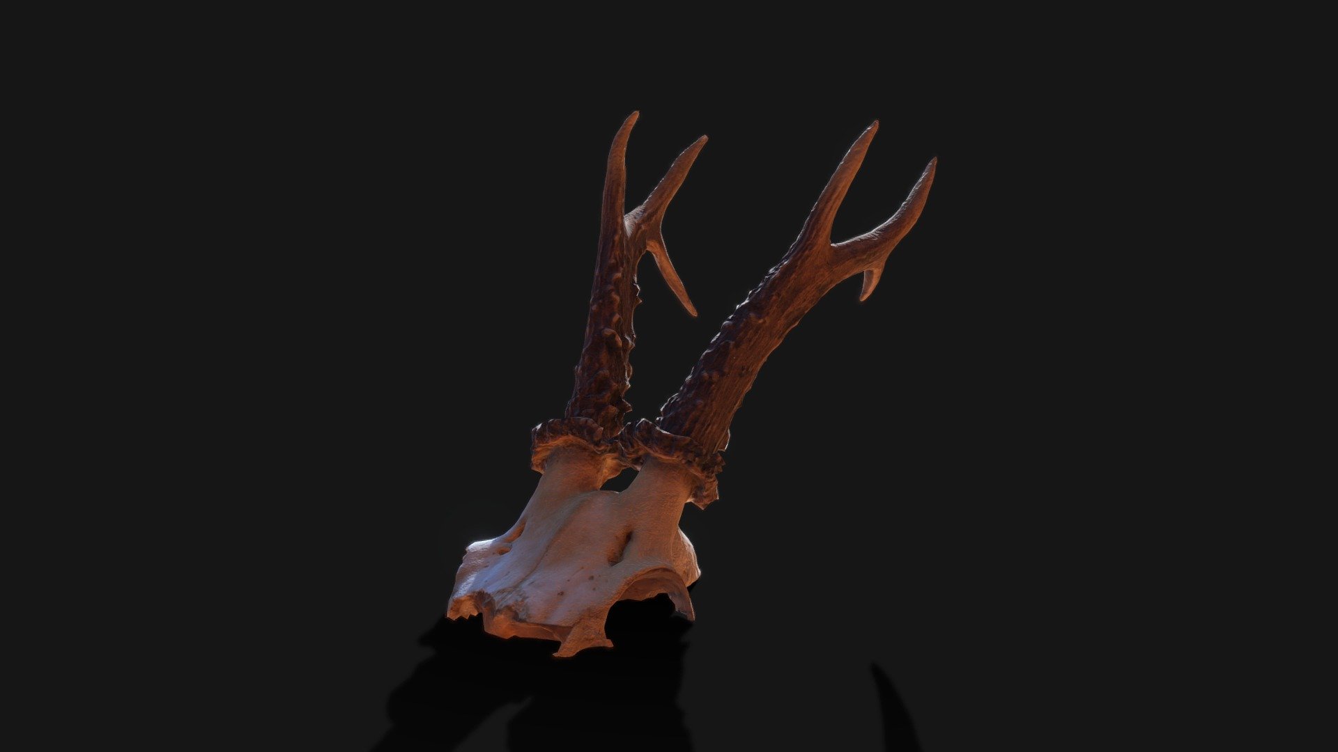 Antlers Scan - Download Free 3D model by miraschowbiz [67f2b89] - Sketchfab