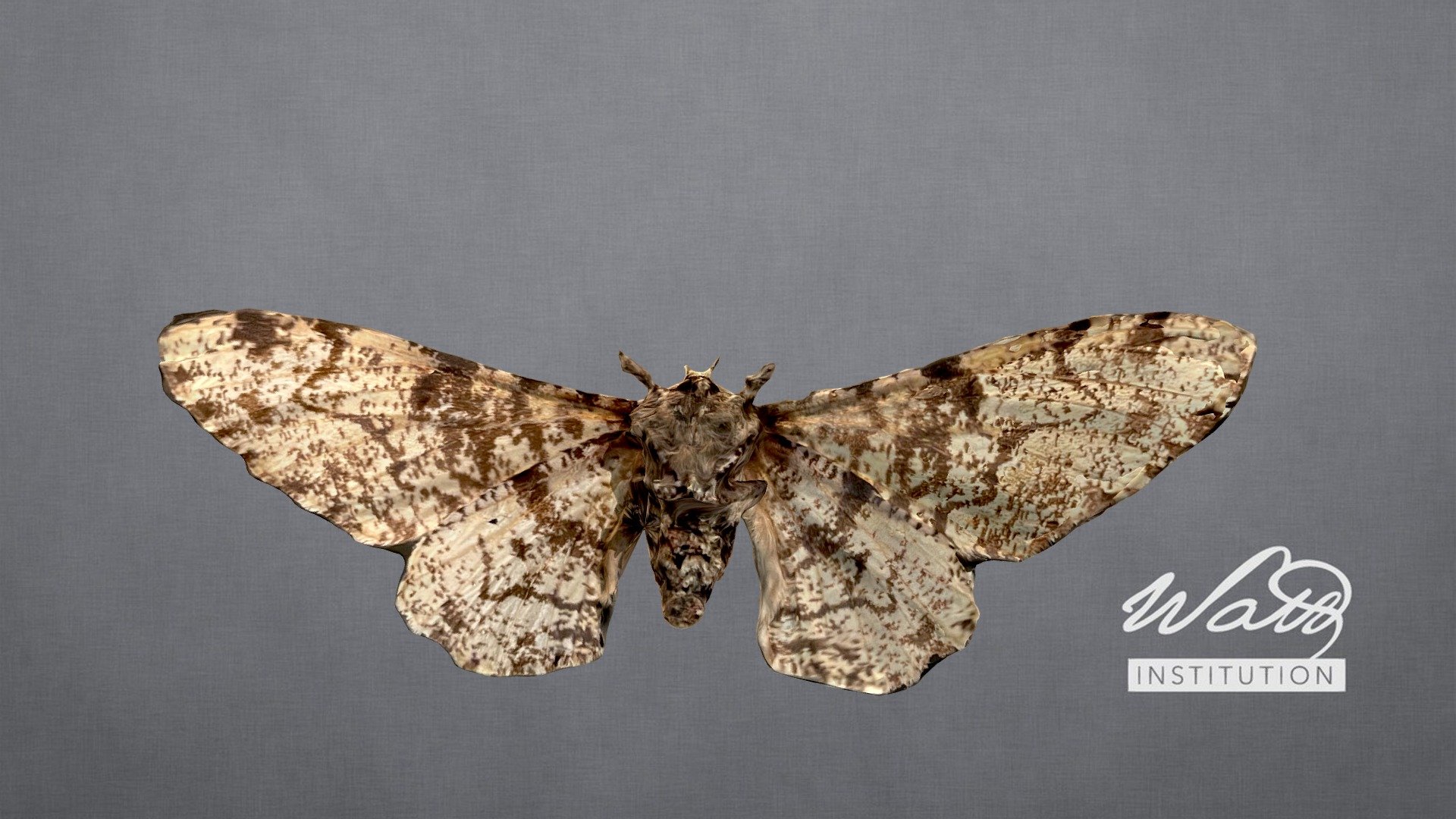 Peppered Moth - Biston Betularia - Download Free 3D model by The Watt ...
