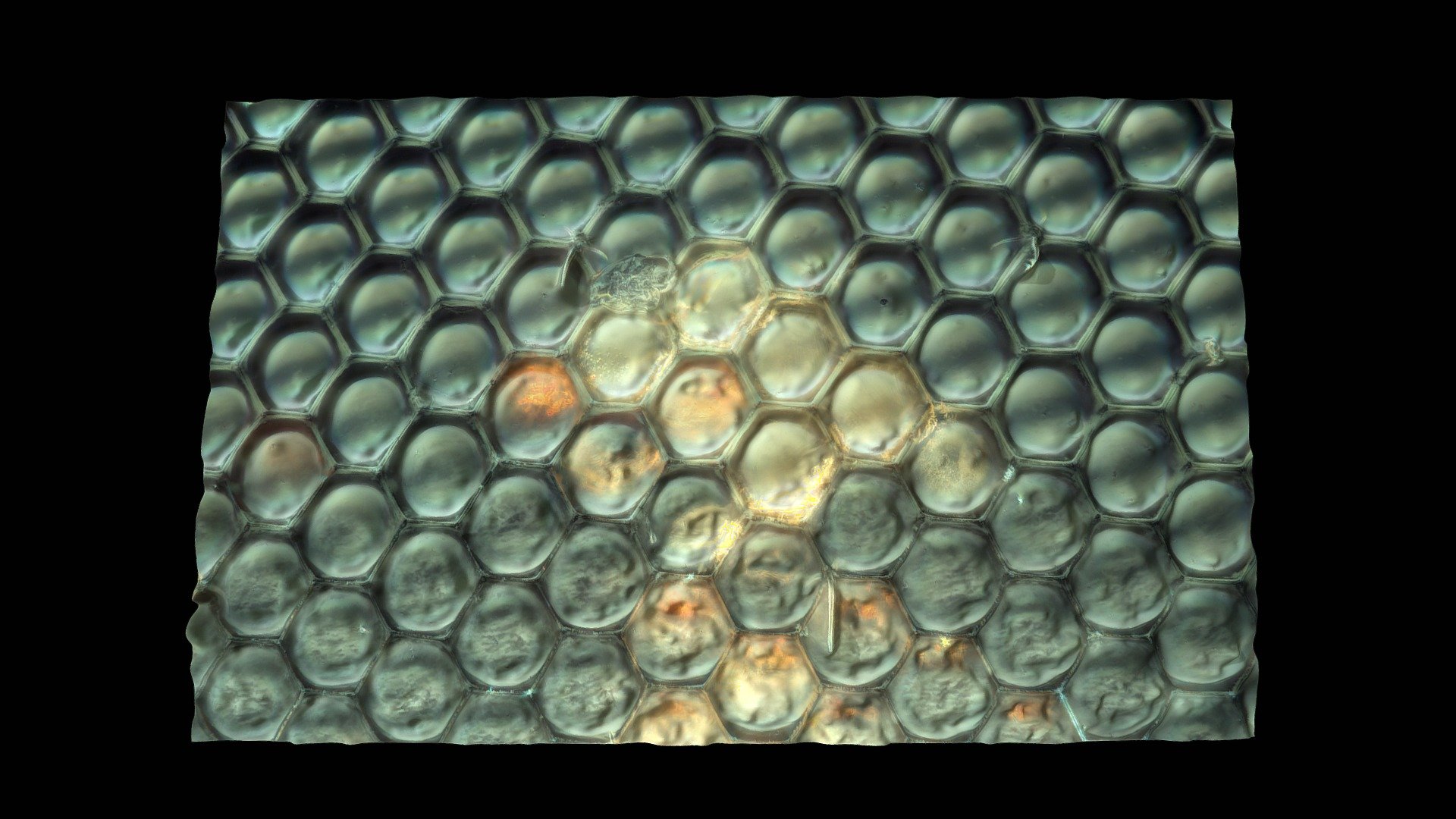Tabanidae compound eye - 3D model by Jörgen Hellberg (@Hphoto) [67fcef7 ...