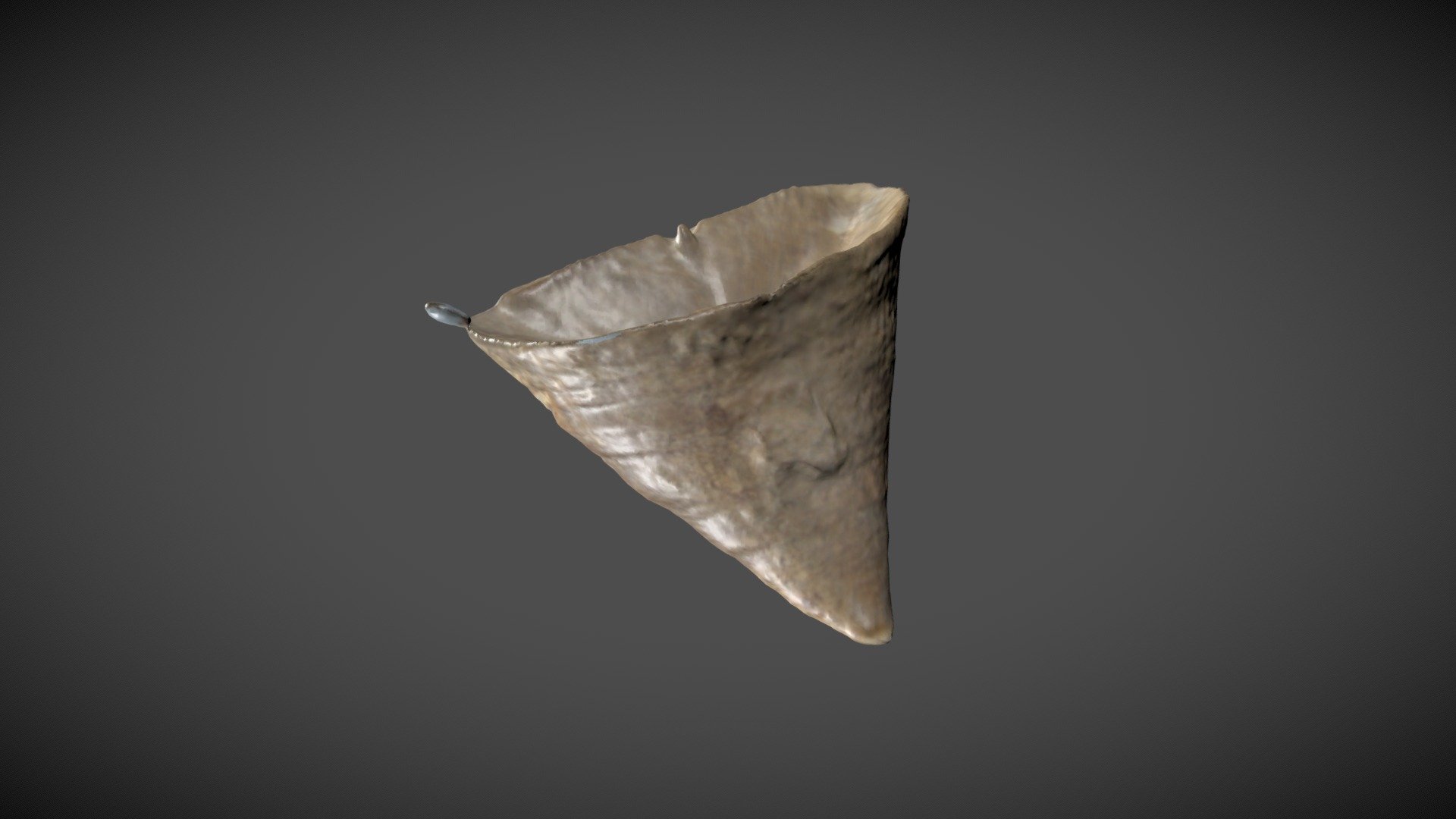 Calceola sandalina - Download Free 3D model by EDDyLab @ULiege ...