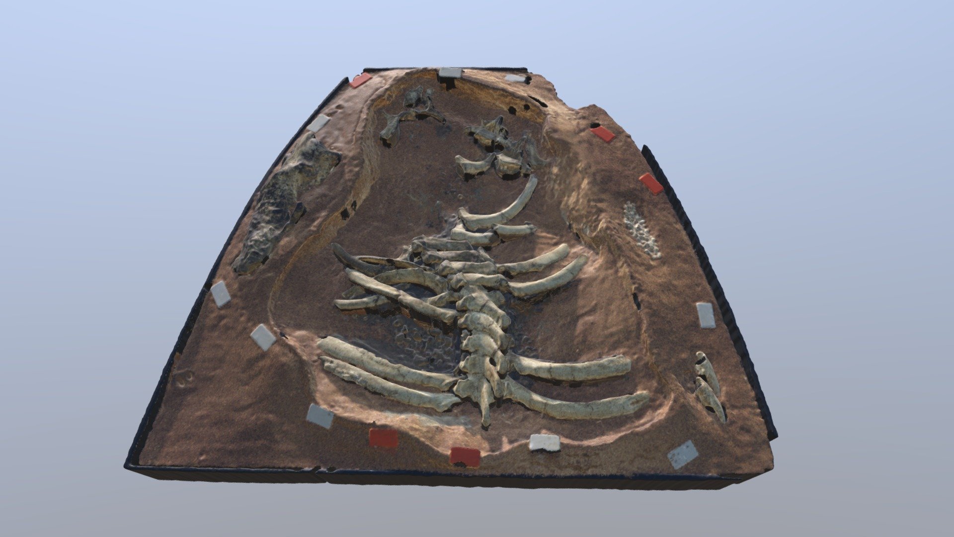 Paramylodon Skeleton (VCU_3D_3944) - 3D model by Virtual Curation Lab ...