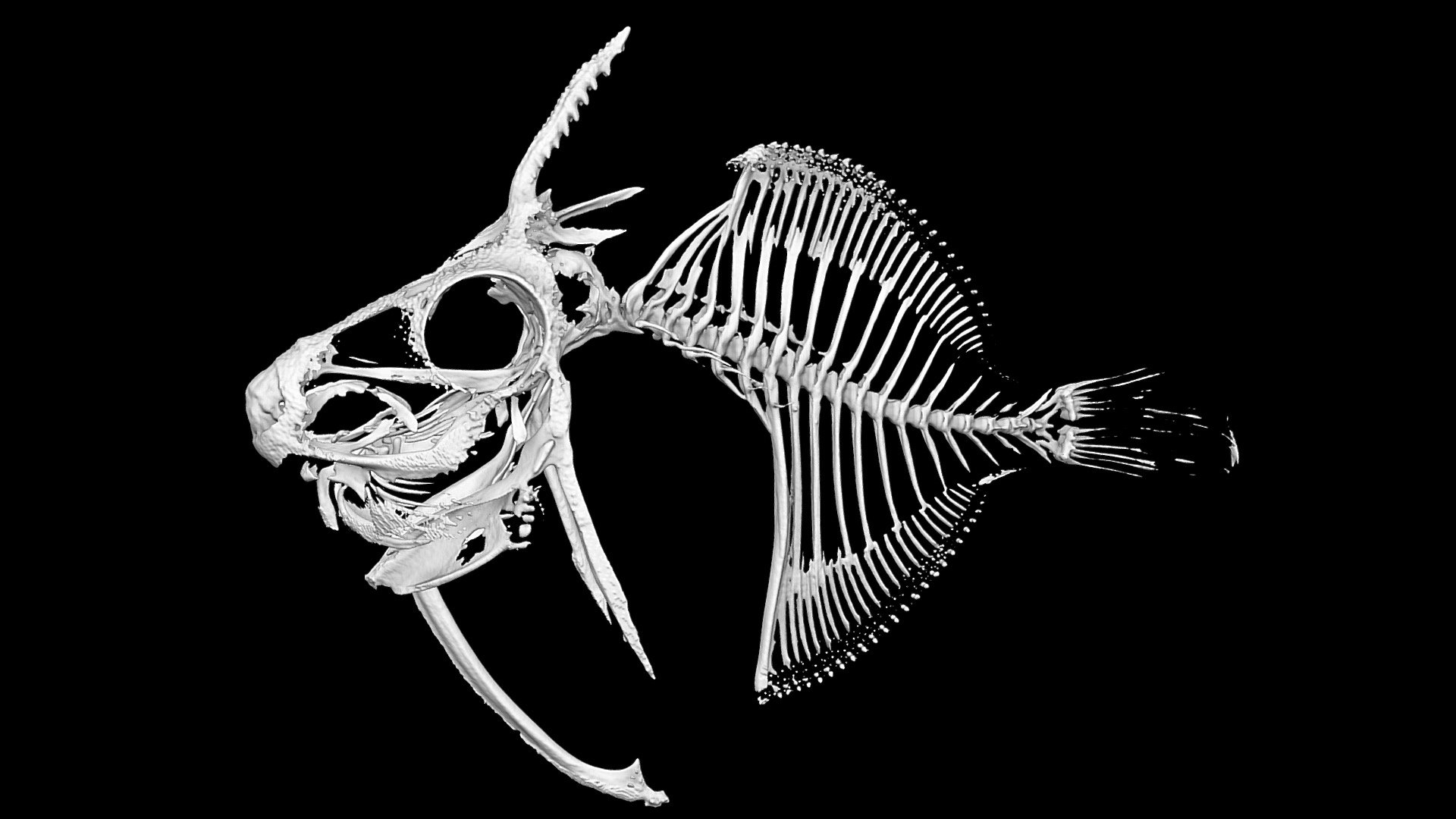 1 Thread-sail Filefish / “Kawahagi” - 3D model by 3D Imaging Room in ...