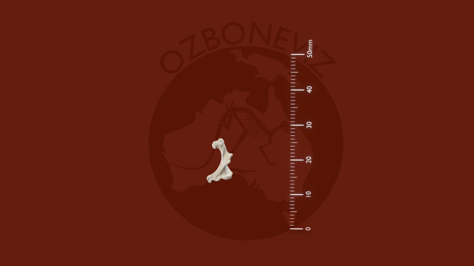 Kakarratul (northern marsupial mole) humerus - 3D model by Ozboneviz ...