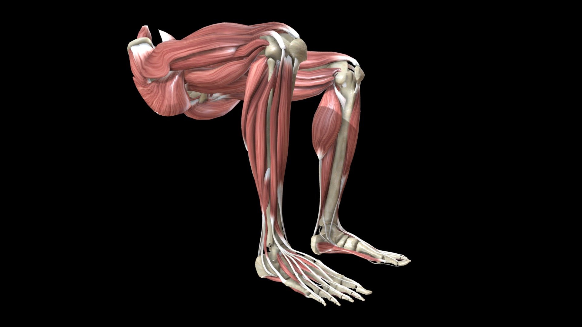 Foot & Ankle - Talar Tilt: Male - 3D model by Znyth Technologies ...