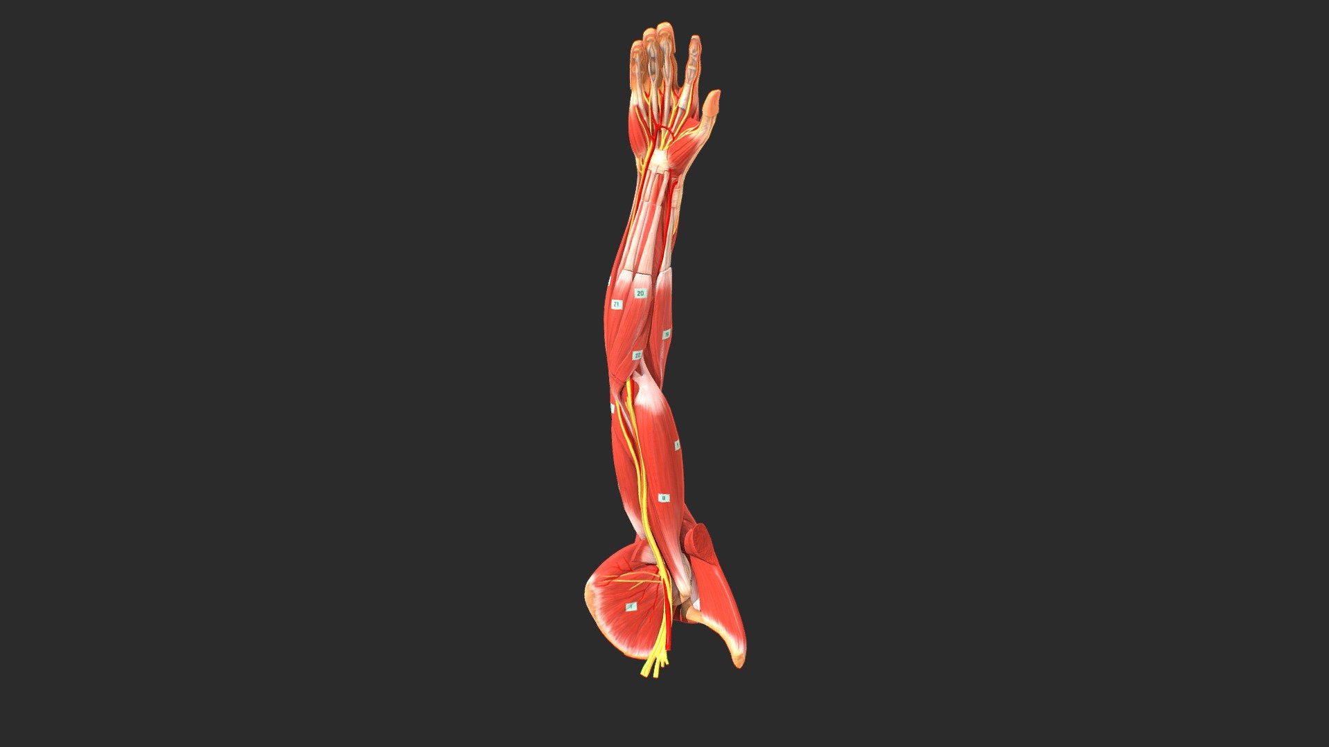 Arm Numbered - 3D model by AnatomyPhysiologySCC [680f269] - Sketchfab