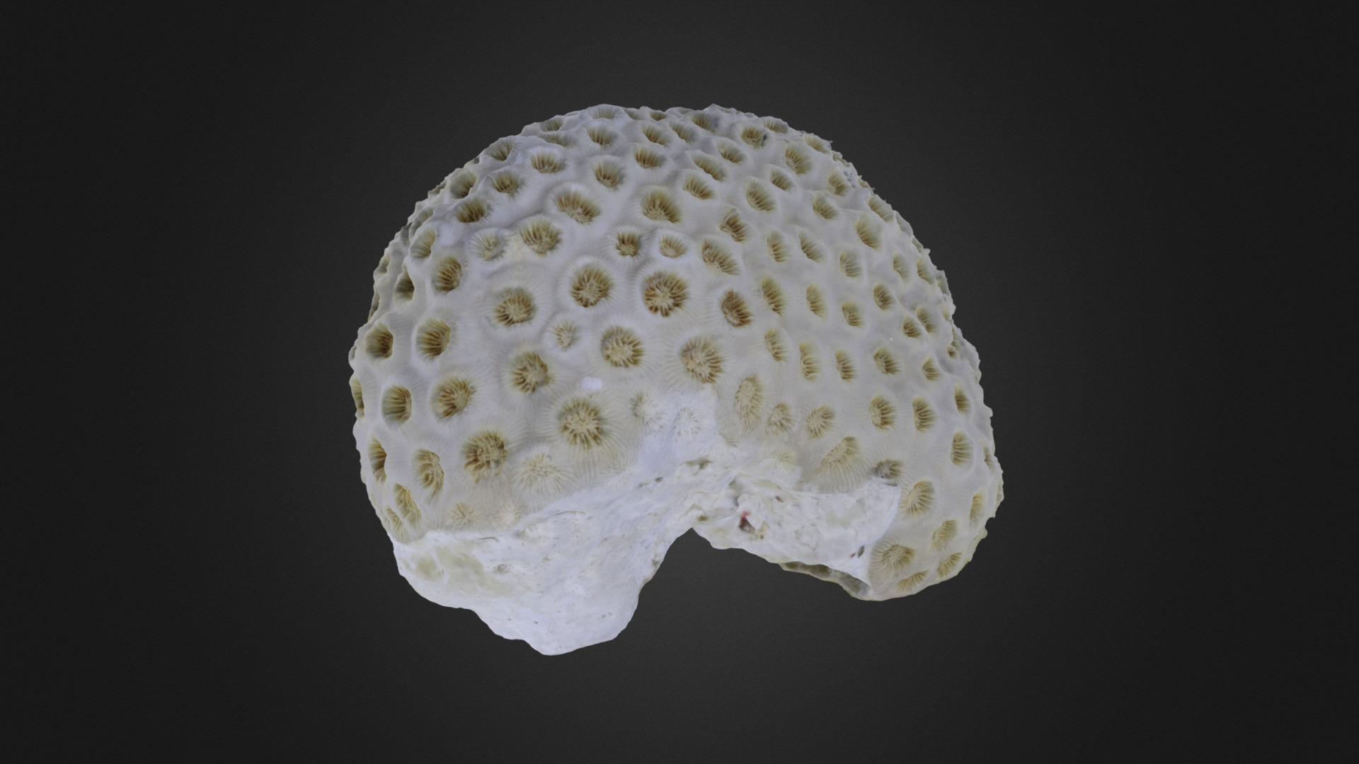 Coral: Montastrea cavernosa (PRI 13355) - Download Free 3D model by ...