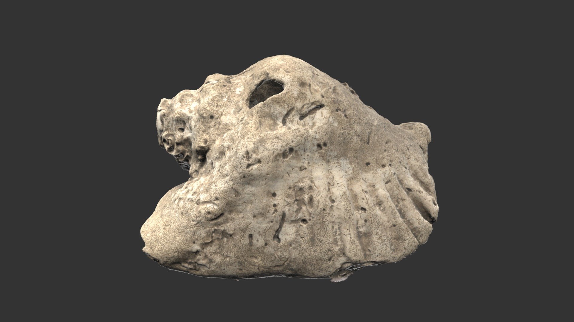 Conch - 3D model by Brian Crane (@deepgreenseas) [682a379] - Sketchfab