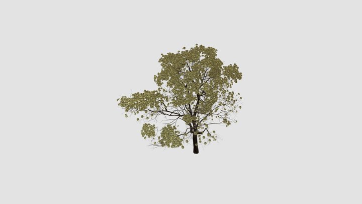 Tabebuia 3D models - Sketchfab