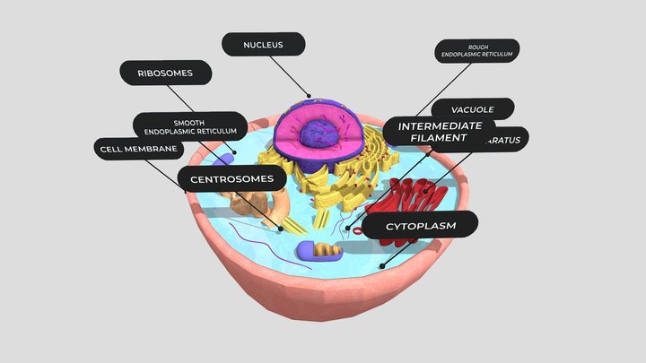 Animal-cell 3D models - Sketchfab