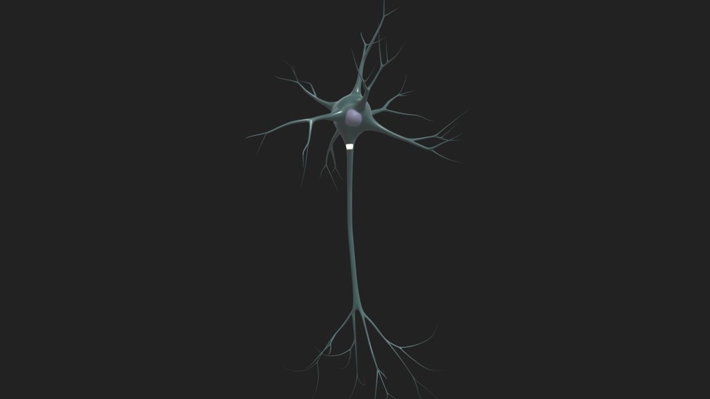 Neurons and Brains - A 3D model collection by Kat (@93kats) - Sketchfab