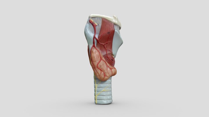 Larynx 3D models - Sketchfab