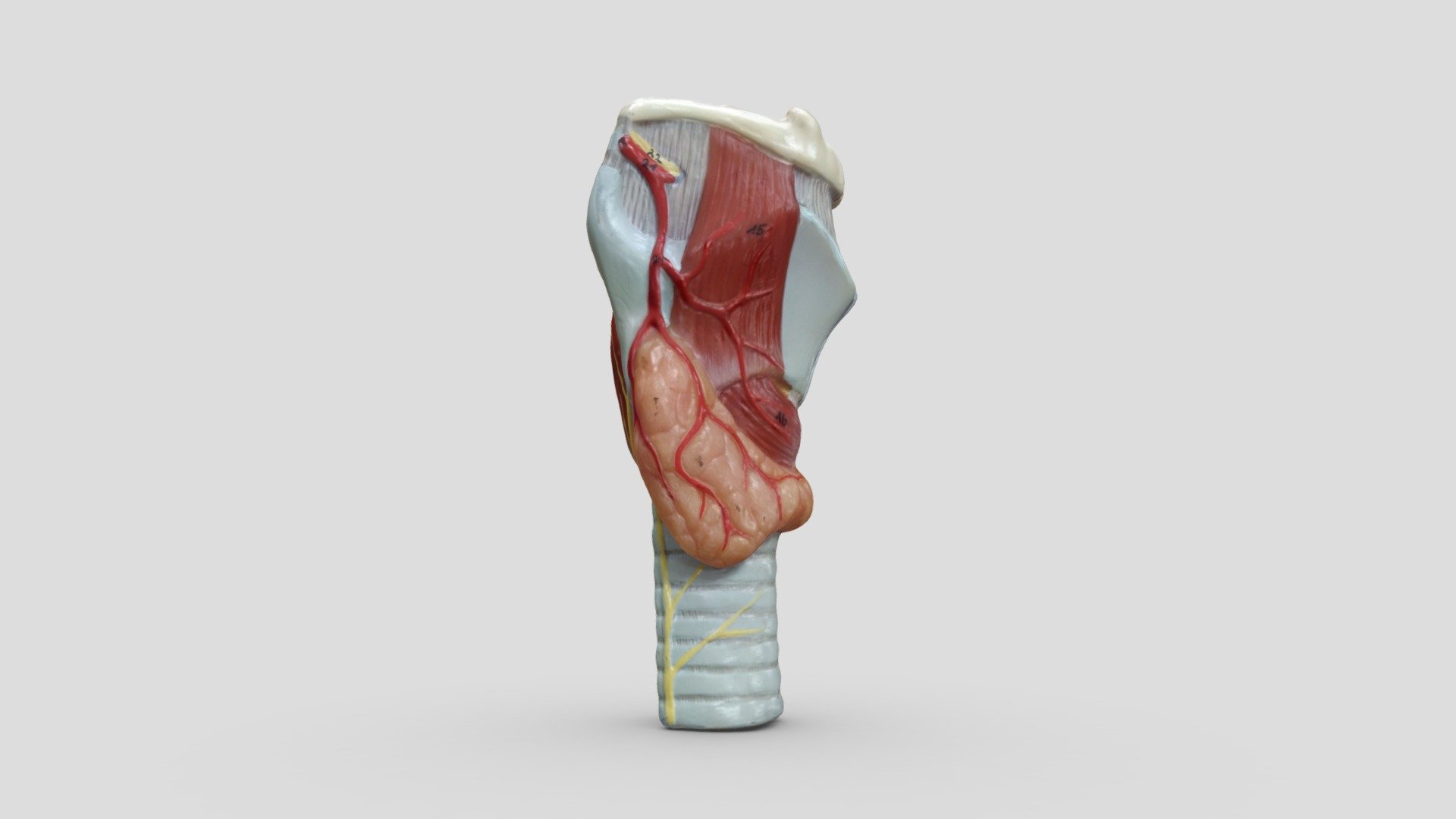 Larynx - 3D model by mnfirdaus76 [684b07c] - Sketchfab