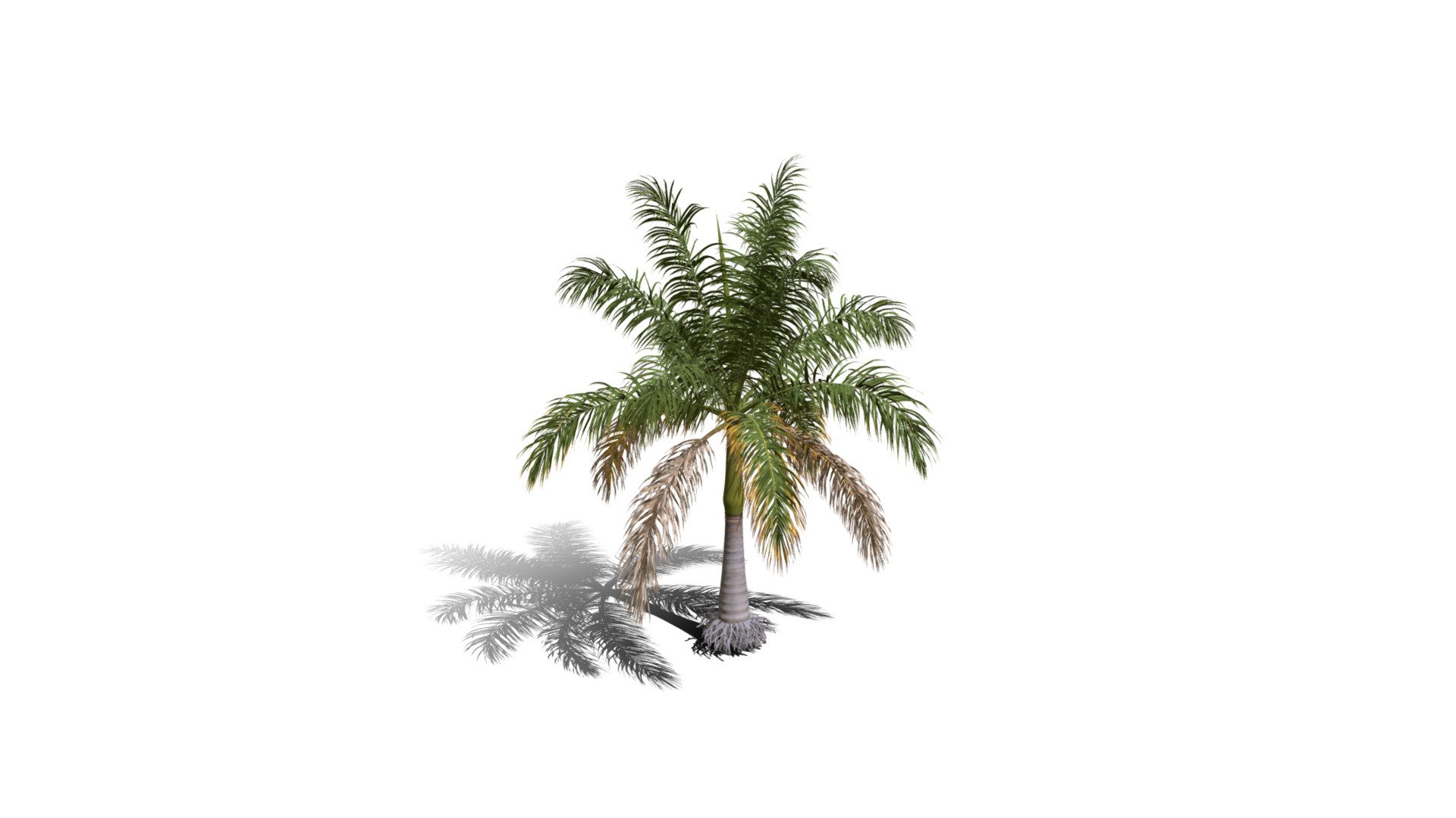 Realistic HD Royal palm (11/25) - Download Free 3D model by ...