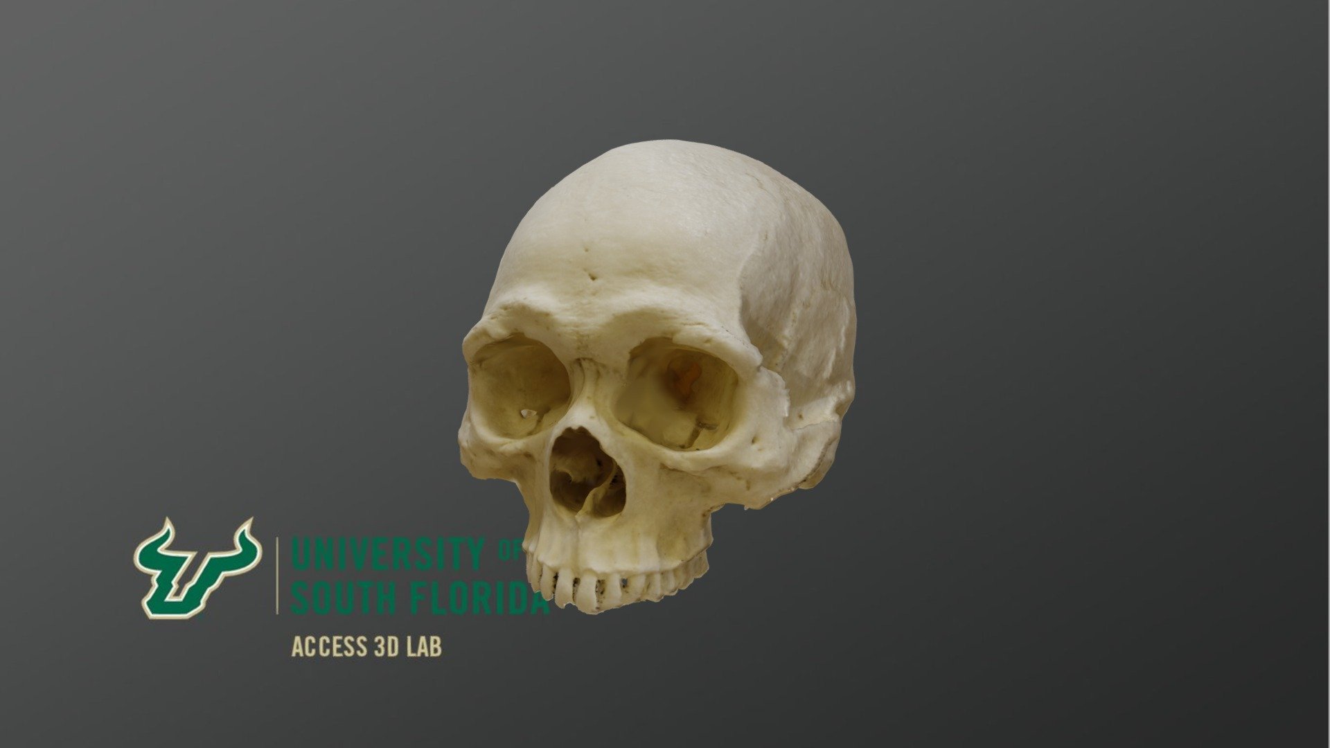 Casted Skull - 3D model by access3d [685bde3] - Sketchfab