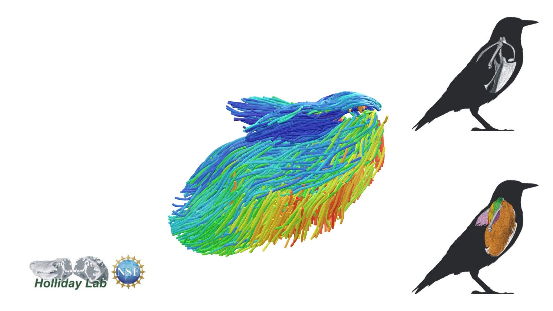Figure 7. Starling pectoral and shoulder muscles - Download Free 3D ...