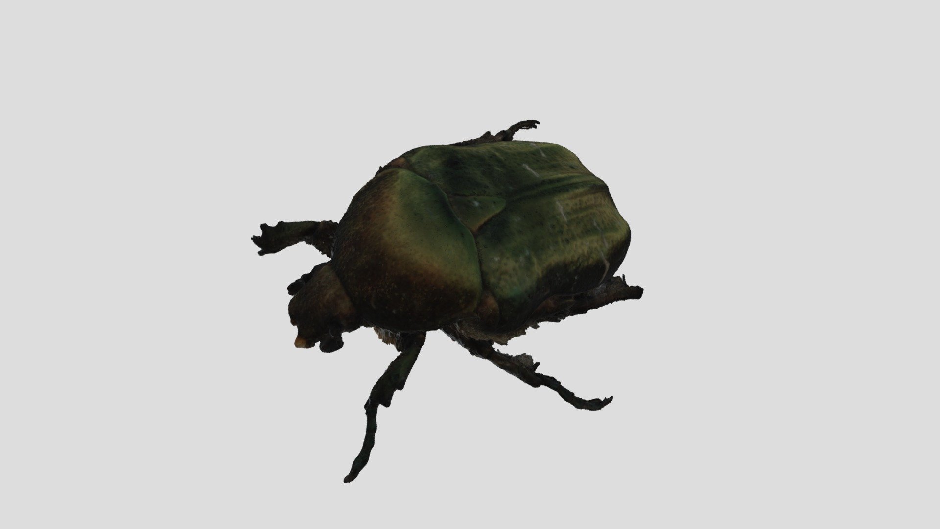 Insect - 3D model by SMARTTECH (@kobaltolx1) [686b6bd] - Sketchfab