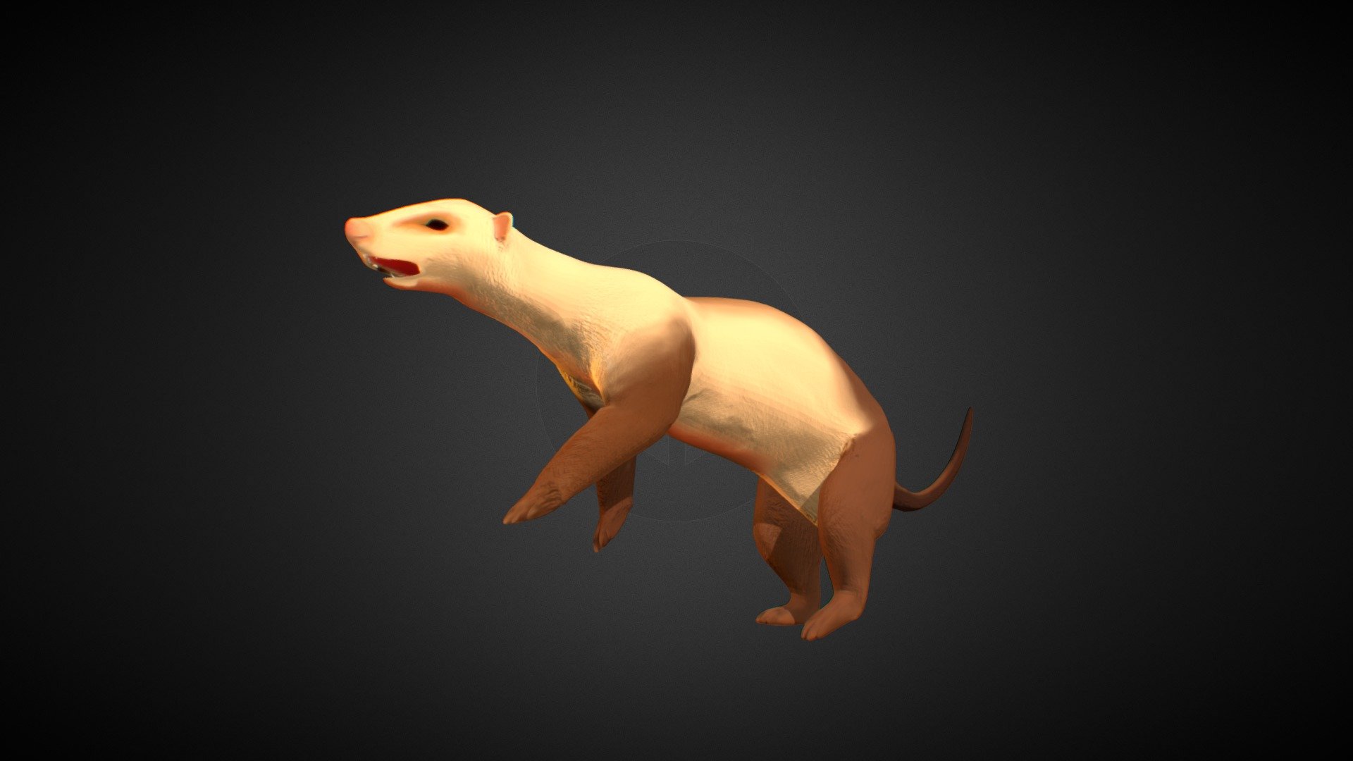 Ferret - Download Free 3D model by Onekro [686eabd] - Sketchfab