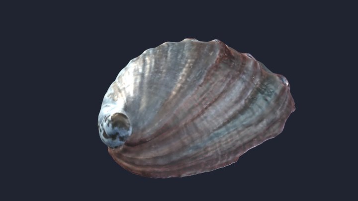 Abalone 3D models - Sketchfab