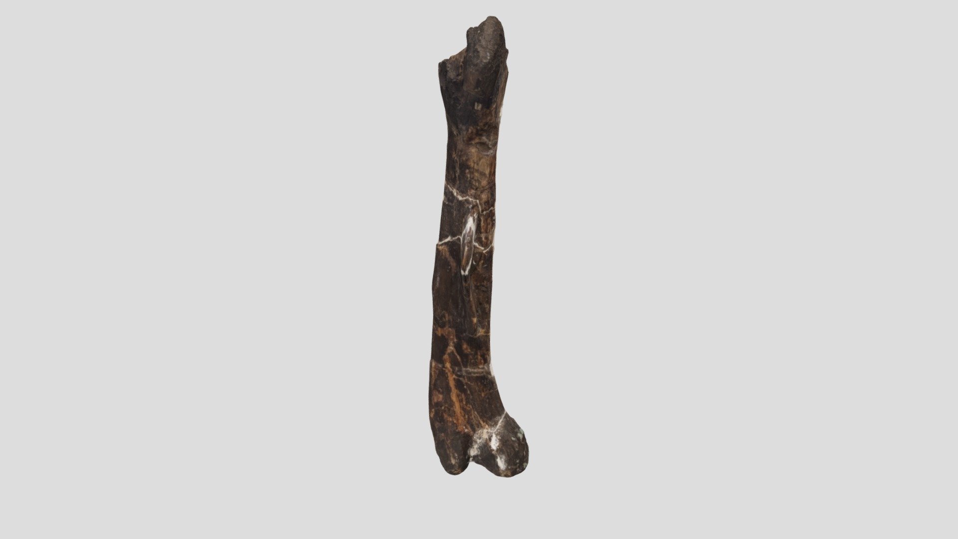 Duck-billed Dinosaur Femur Thigh Leg Bone - 3D model by Jangojips ...