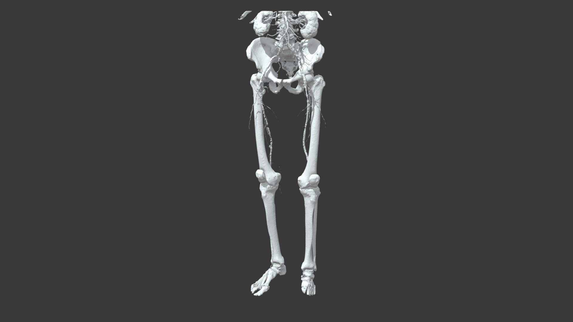 legs - 3D model by Norton (@nortonnn) [687cebe] - Sketchfab
