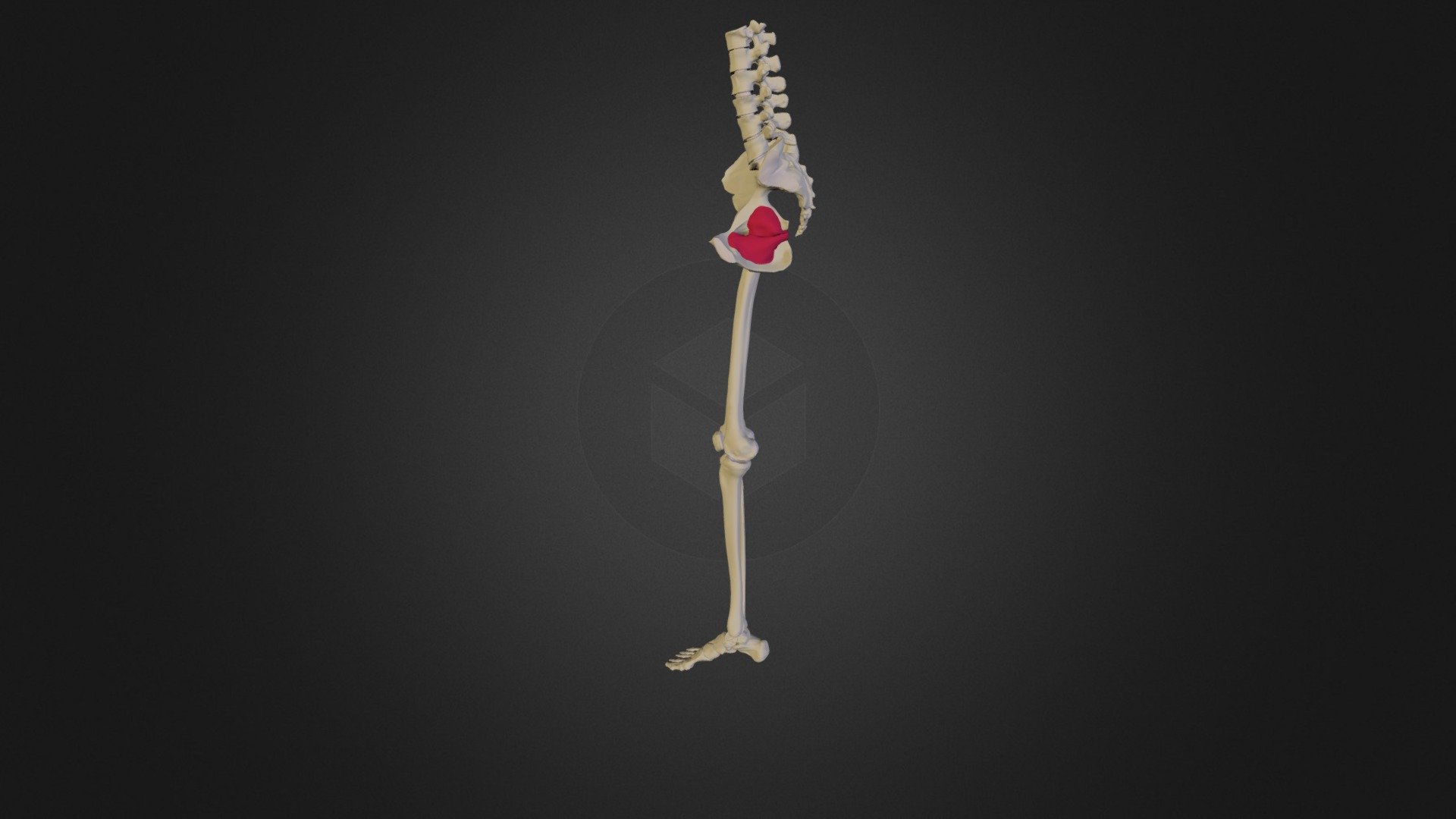 Obturator Internus Human Anatomy - 3D model by Medical University of ...