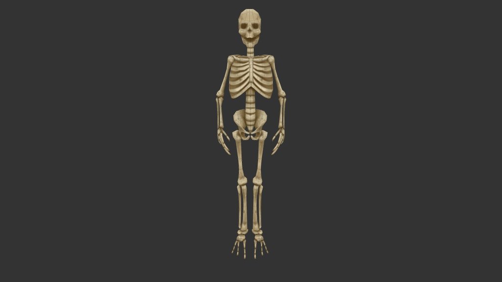 Skeleton - 3D model by KennethMcmorran [68873a0] - Sketchfab