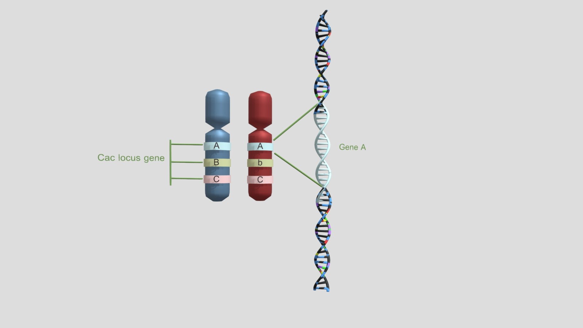 homologous chromosomes - 3D model by Dien [68881cc] - Sketchfab