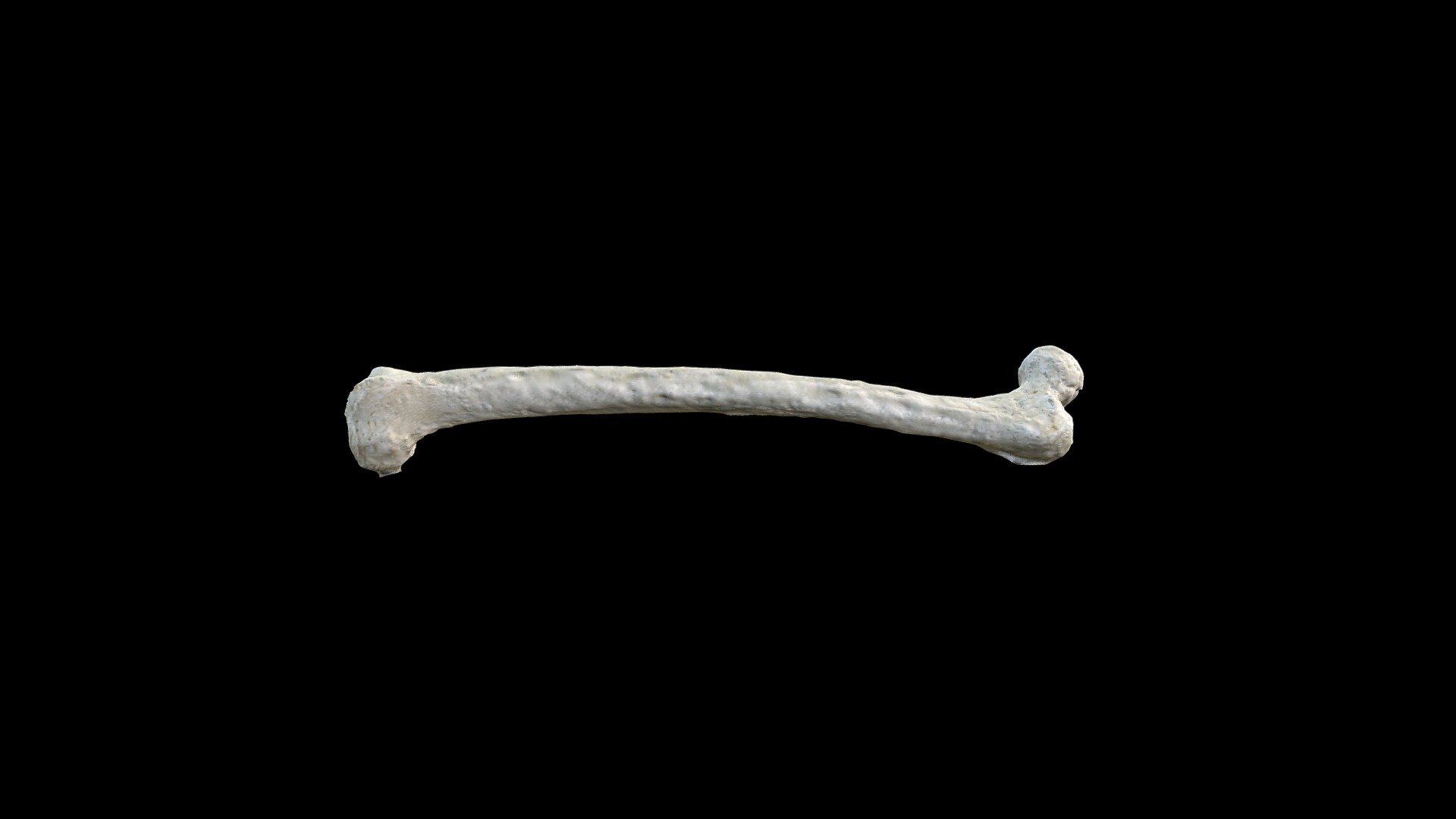 Human Femur - 3D model by seminarsonscience [688d2b5] - Sketchfab