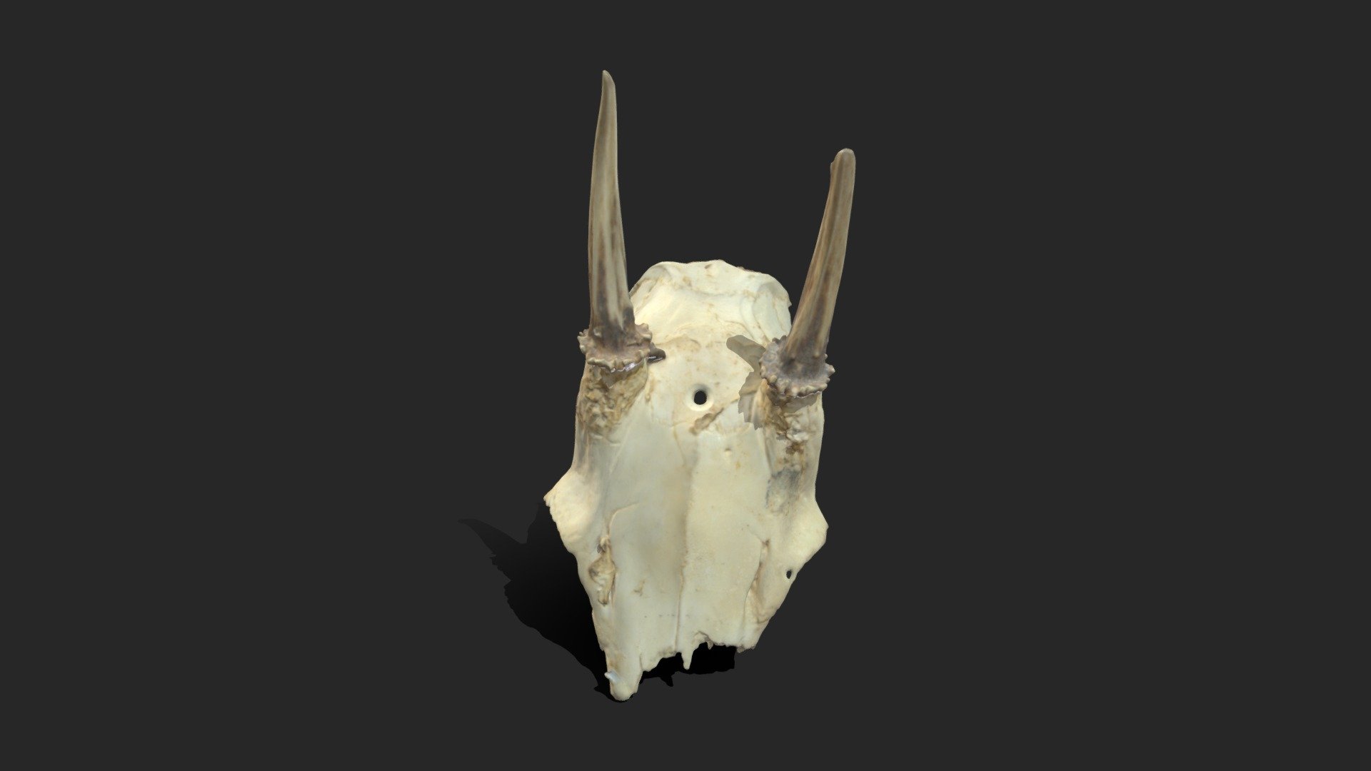 Deer Cranium - 3D model by MSP-Paleo [6890f07] - Sketchfab