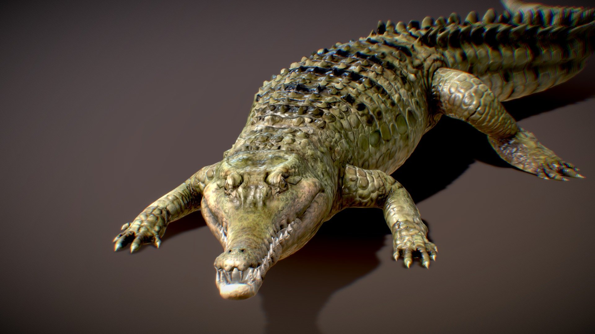 Australian Freshwater Crocodile ( on land ) - 3D model by Nestaeric ...