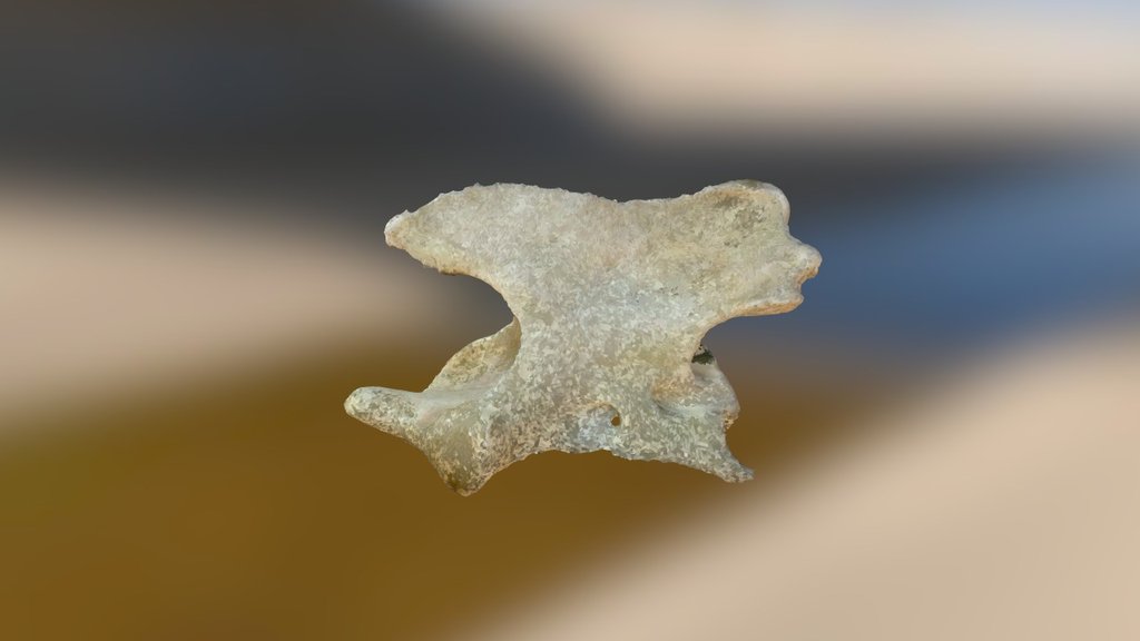 Vertebra of a Fox (VCU_3D_1520) - Download Free 3D model by Virtual ...