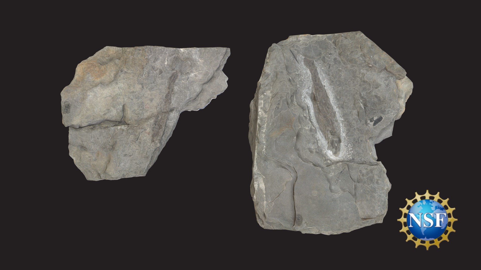 CMNH 7997, Chagrinia enodis (Holotype) - 3D model by Cleveland Museum ...