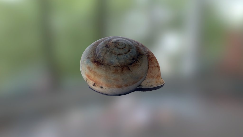 Shell - 3D model by exelcior [68a9a6e] - Sketchfab