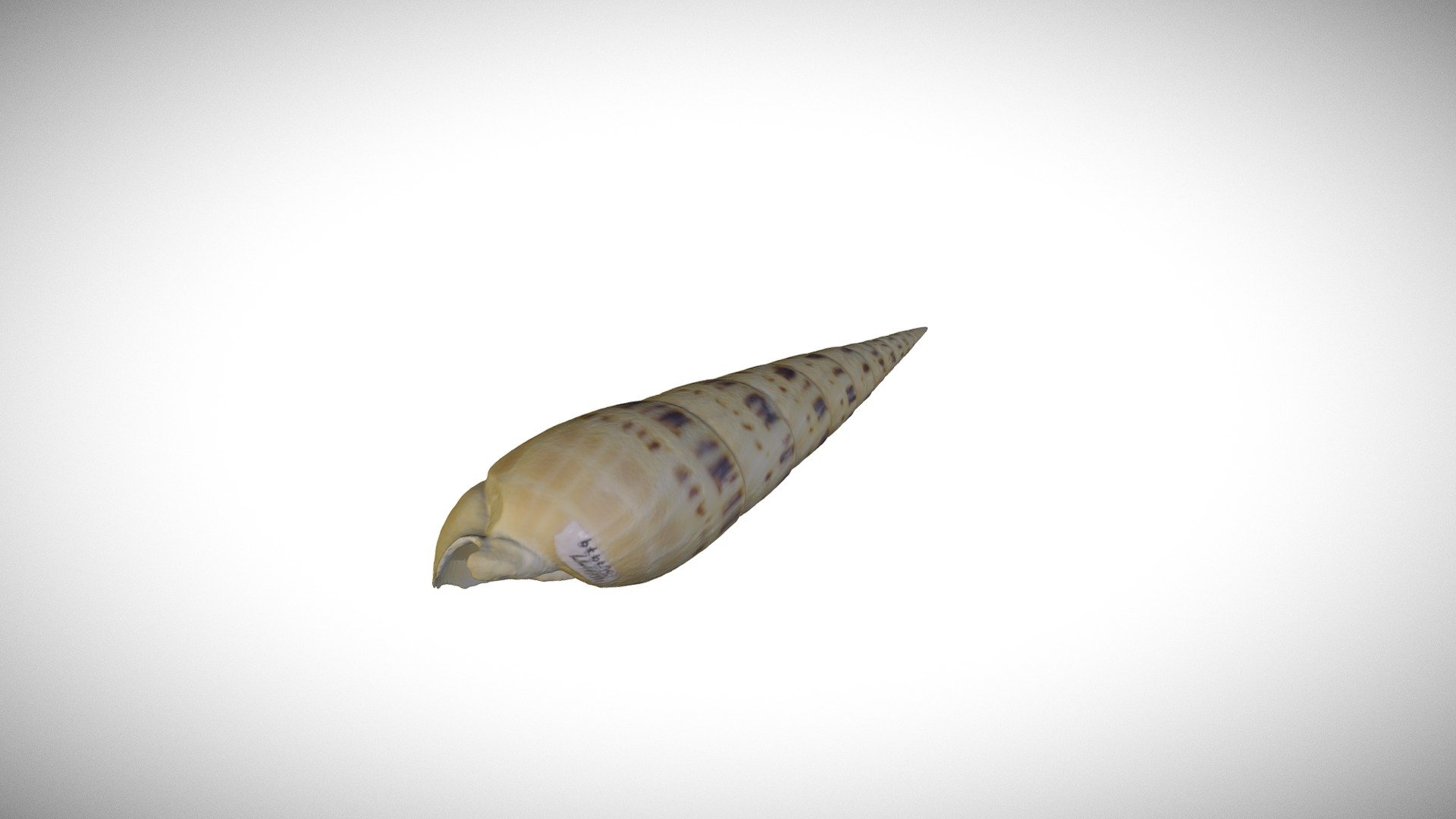 Terebra maculata / CASIZ 67979 - 3D model by California Academy of ...