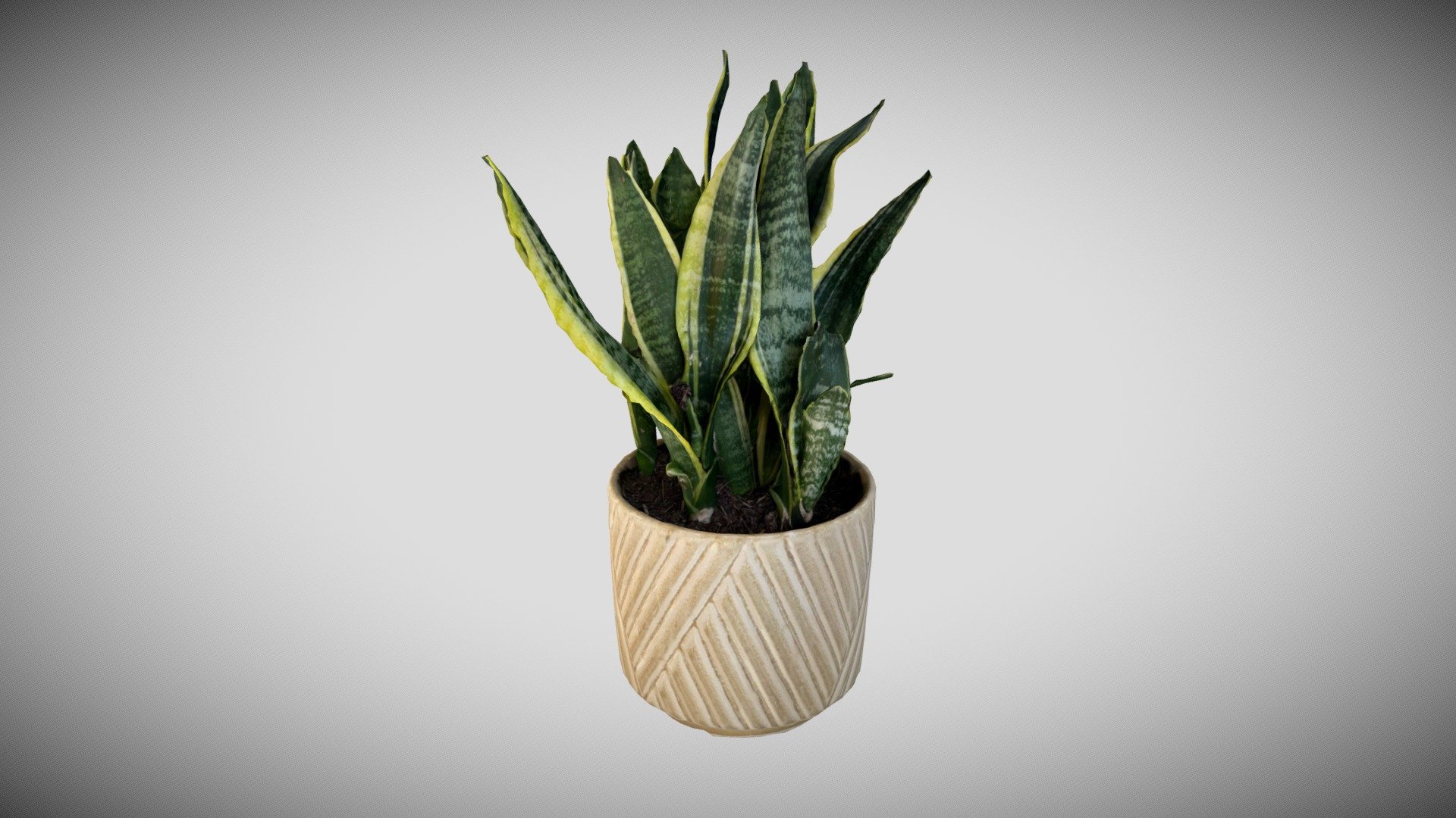 Snake plant In Pot - Download Free 3D model by FranklySketch [68b8aca ...