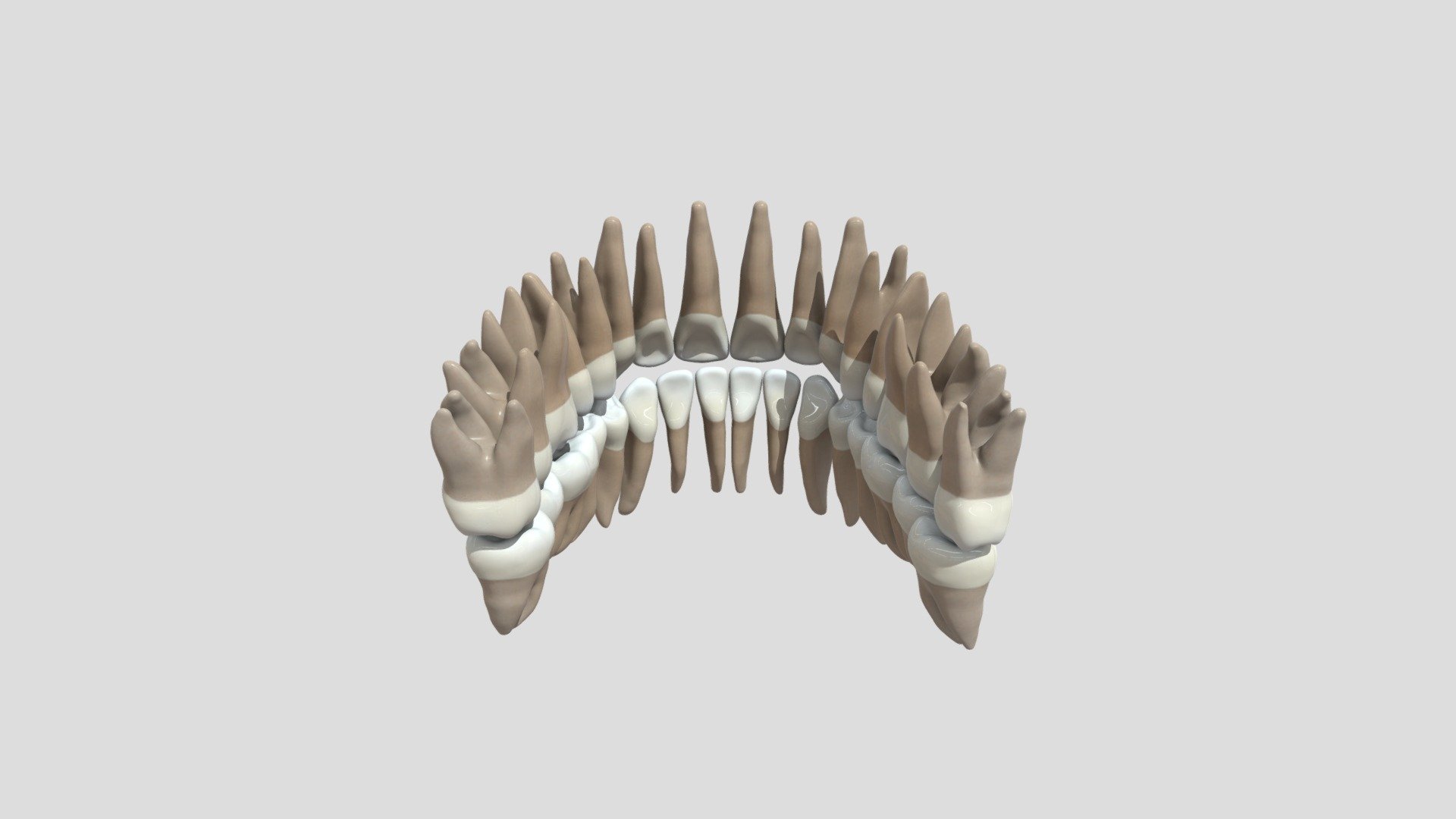 Full Mouth - 3D model by peffedu [68c33e1] - Sketchfab